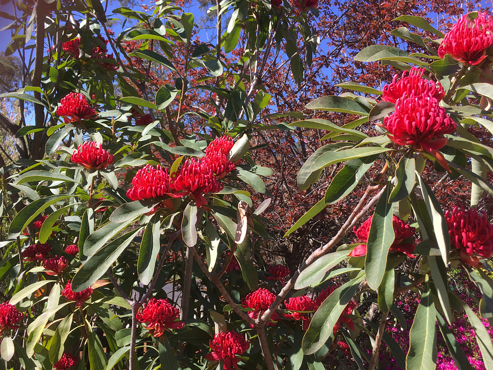 Waratahs in Flower - Brigadoon Blue Mountains