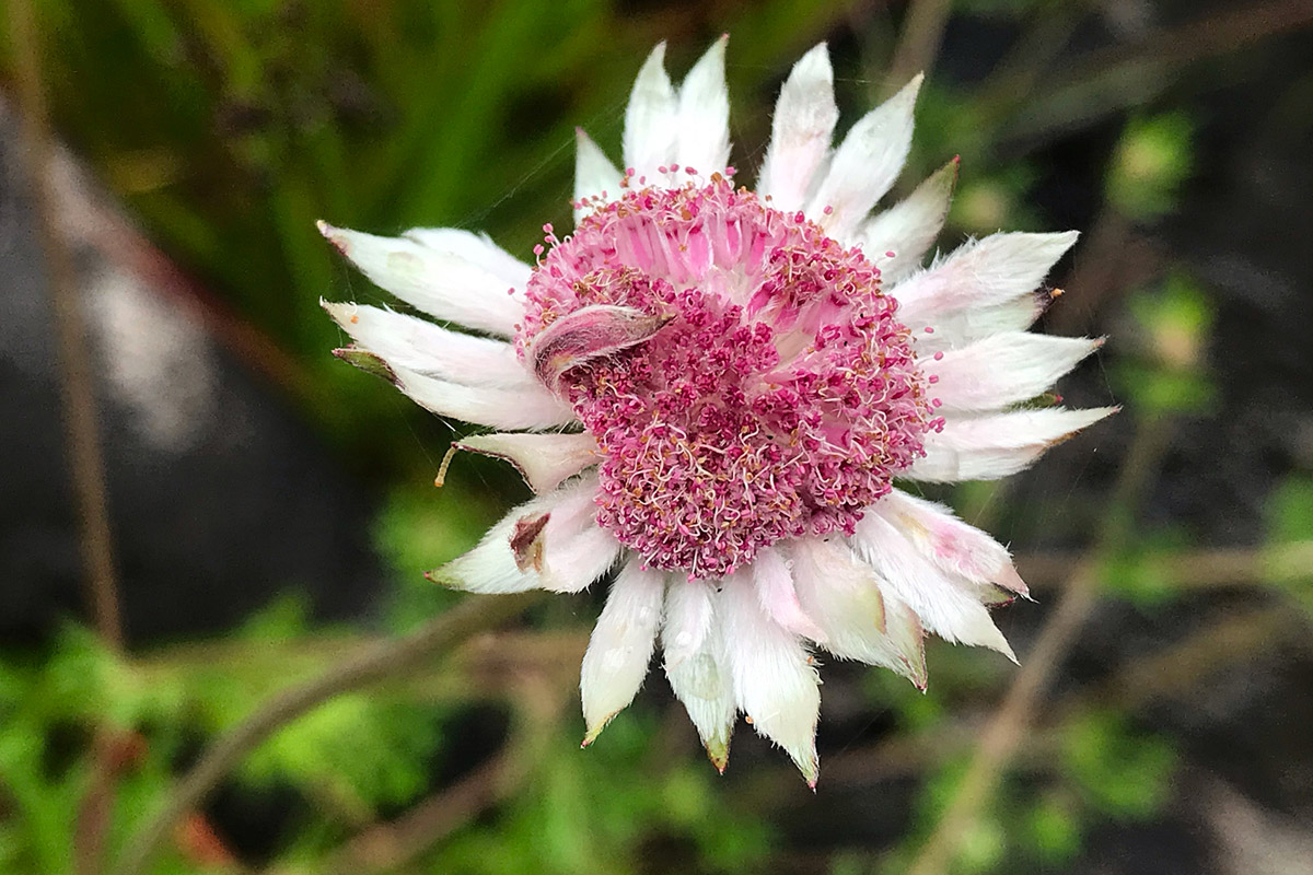 Rare Pink Flannel Flower - Brigadoon Blue Mountains